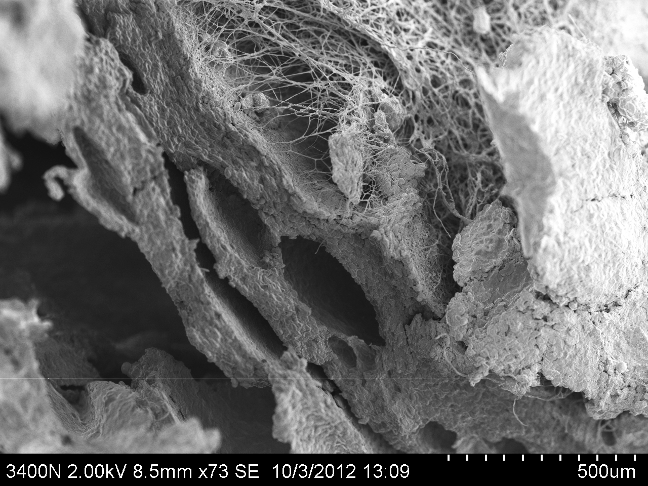 Scanning Electron Microscope Blog: April 2013