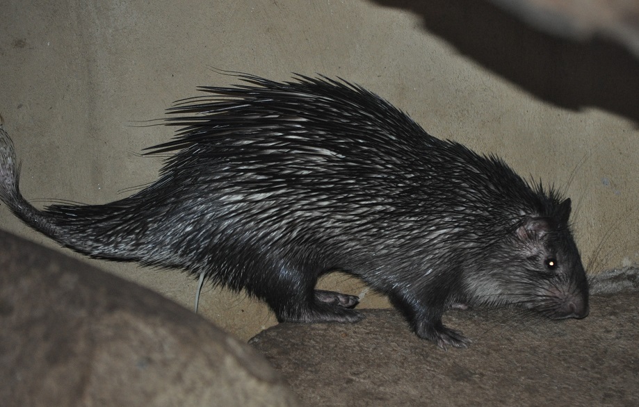 ZOOTOGRAFIANDO (6.100 ANIMALS): ATERURO AFRICANO / AFRICAN BRUSH-TAILED ...