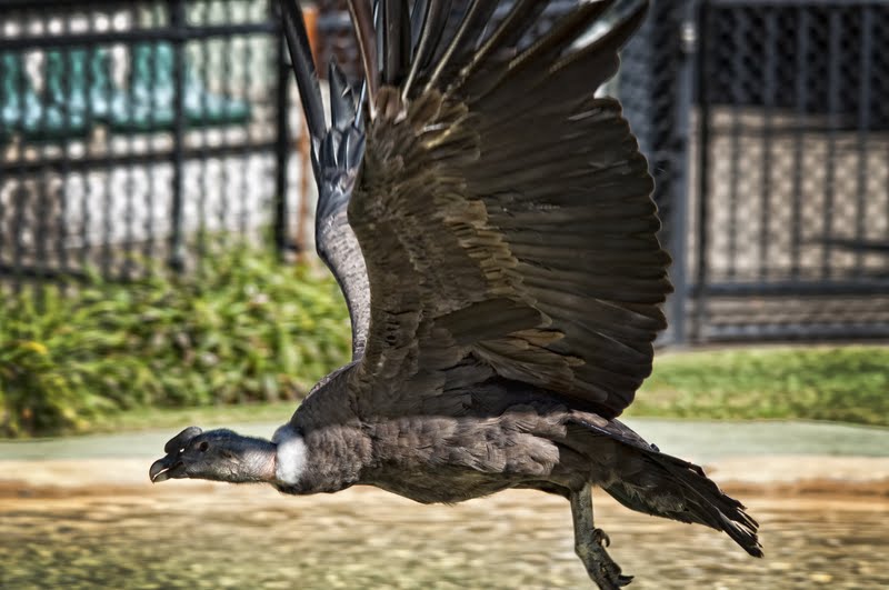 Rainbow Photography: Australia Zoo Part III: Birds of a Feather