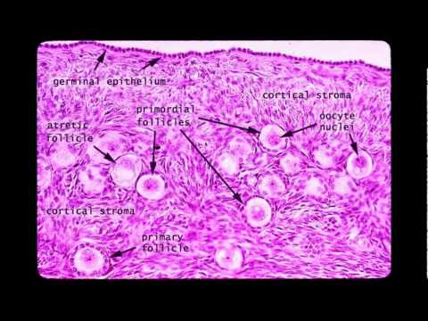 Histology MCQ On Female Reproductive System (part 1)