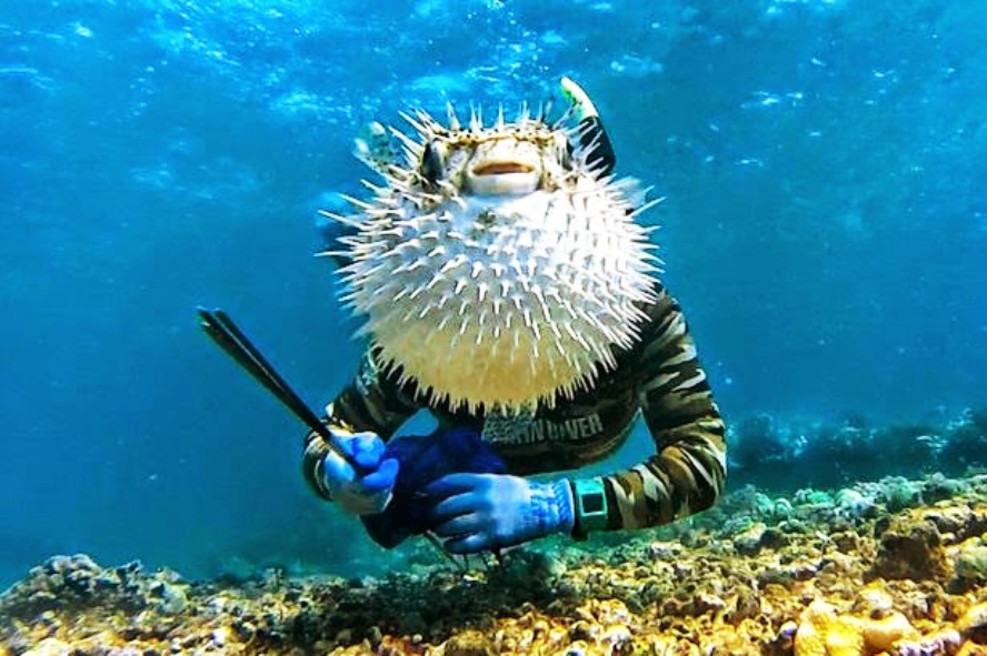 PUFFER FISH photos - wallpapers (ανανεωμένο) | the fun bank