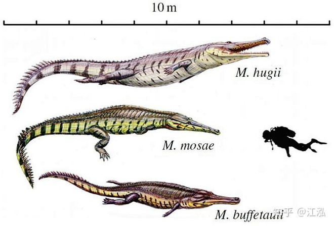Machimosaurus rex: Loài cá sấu nước mặn to lớn nhất từng được con người ...