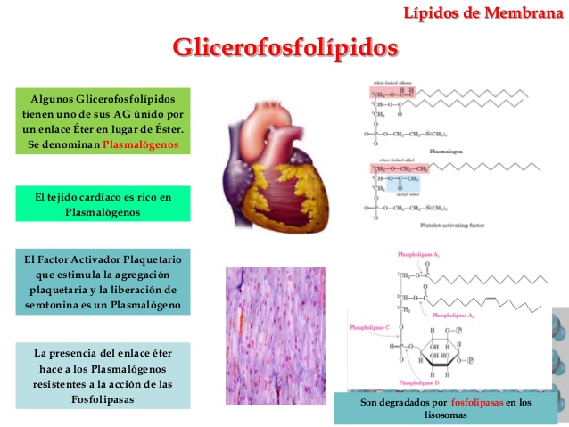 bioquimica: Los Lìpidos