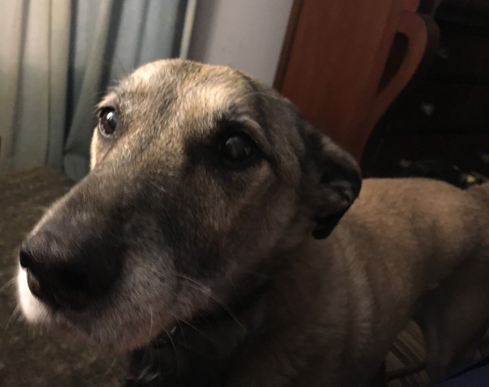 Ruff Living (VA Dog Rescue): Lesser photographed dogs