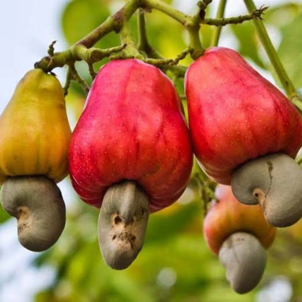 Kandungan yang terdapat di kacang mete, apa aja yaa?