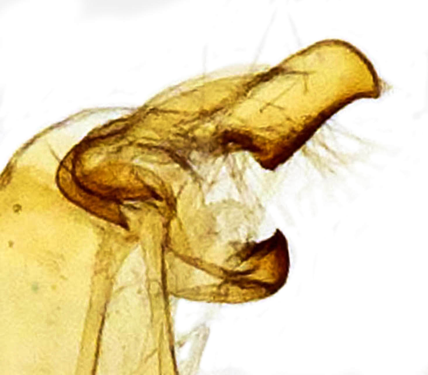 Xyloryctine Moths of Australia: Illidgea