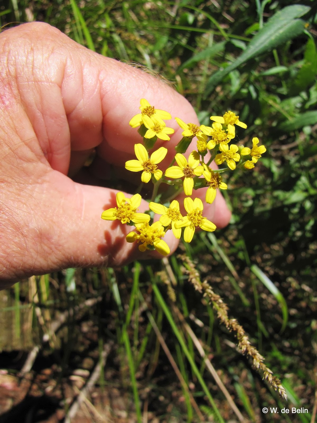 Sydney's Wildflowers and Native Plants: Senecio linearifolius ...