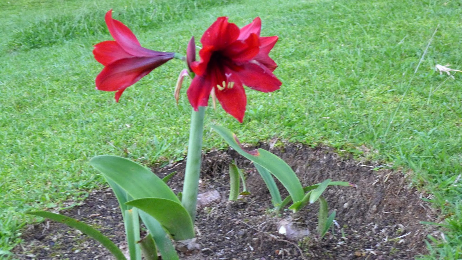 My Beautiful 'Flower - Flower ' World: Red Chili Colour Lily Flower