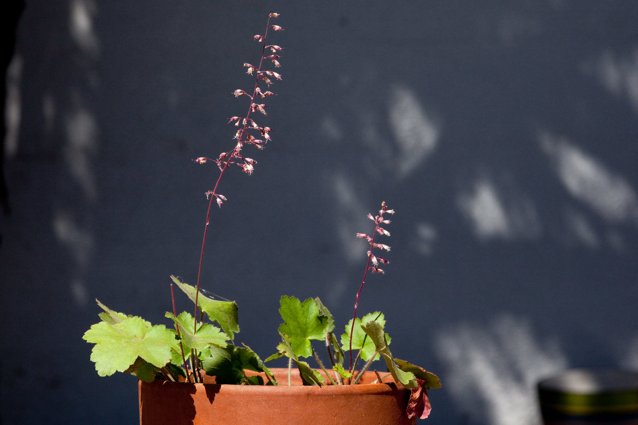 Heuchera rubescens - Pink Alumroot - Red Alumroot care | Travaldo's blog