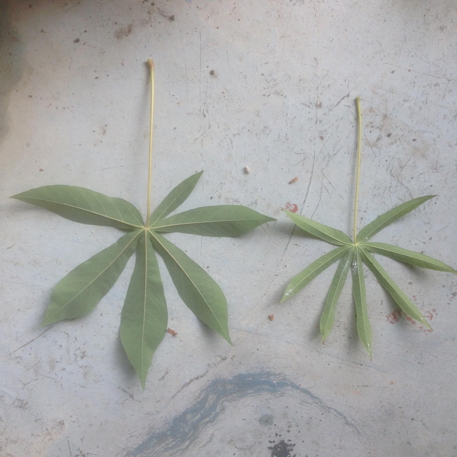 Jom Tanam Sayur ( JTS ) : Pokok Ubi Kayu Ubi KuningJom Tanam Sayur (JTS ...