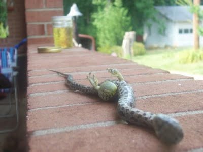 Evolution Of Snakes, Snake With Foot | New Stylish Wallpaper