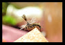 Driftless Creations Fly Tying: How to tie : Baby Brook Trout streamer ...