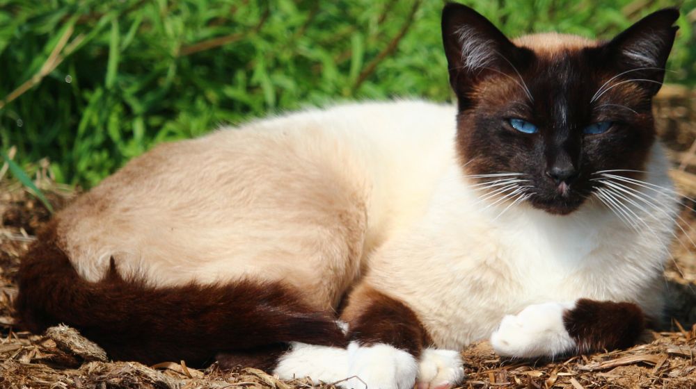 Fakta Singkat Tentang Kucing Siam - KucingMiungs