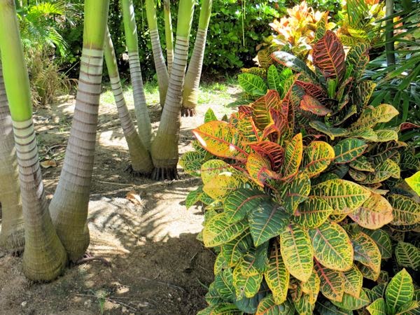 A GUIDE TO NORTHEASTERN GARDENING: The Gardens of Aruba: A Look Beyond ...