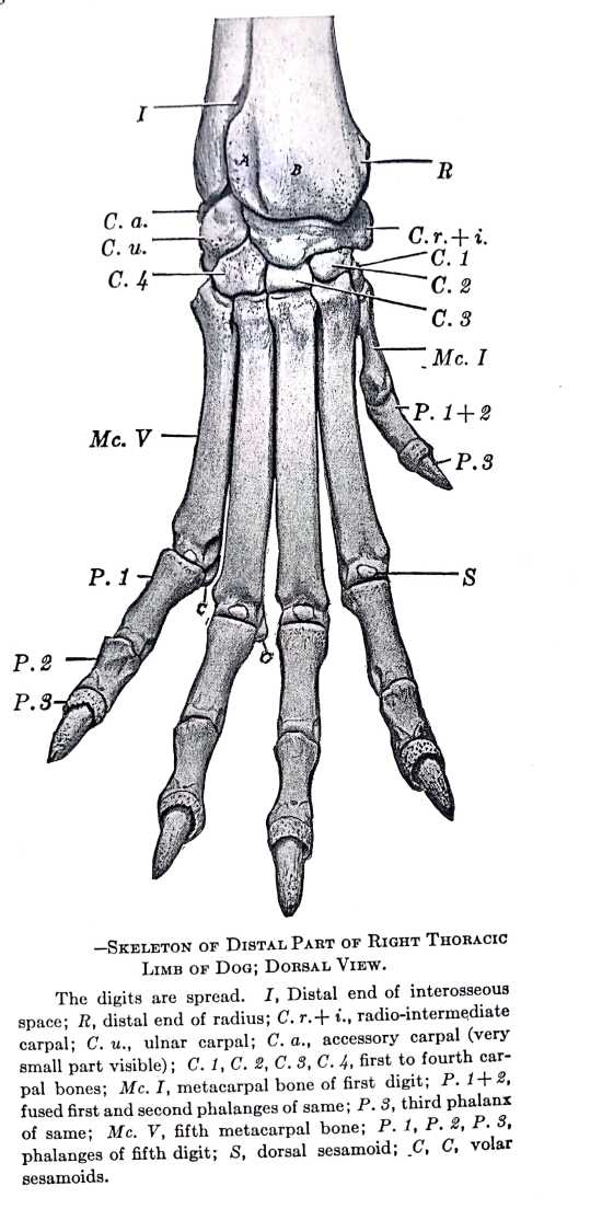 Bones of Carpus | Gross Anatomy | Anjani Mishra