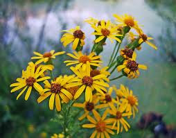 Lets see what are the meanings of yellow Flowers in flower's language ...