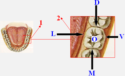 Um pouco de Odonto: Identificação das Faces dos Dentes e Estruturas ...