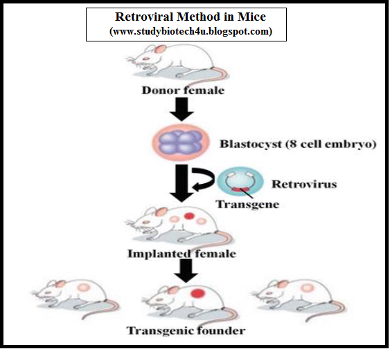 Retroviral Method in Mice | Online Biotech Notes - Online Biotech Notes