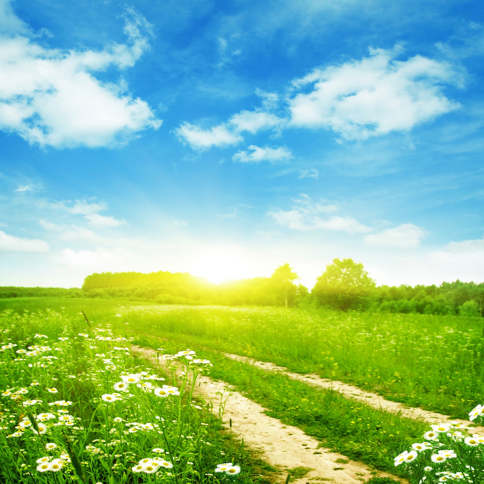 Summer field with road and sun - Khoirulpage