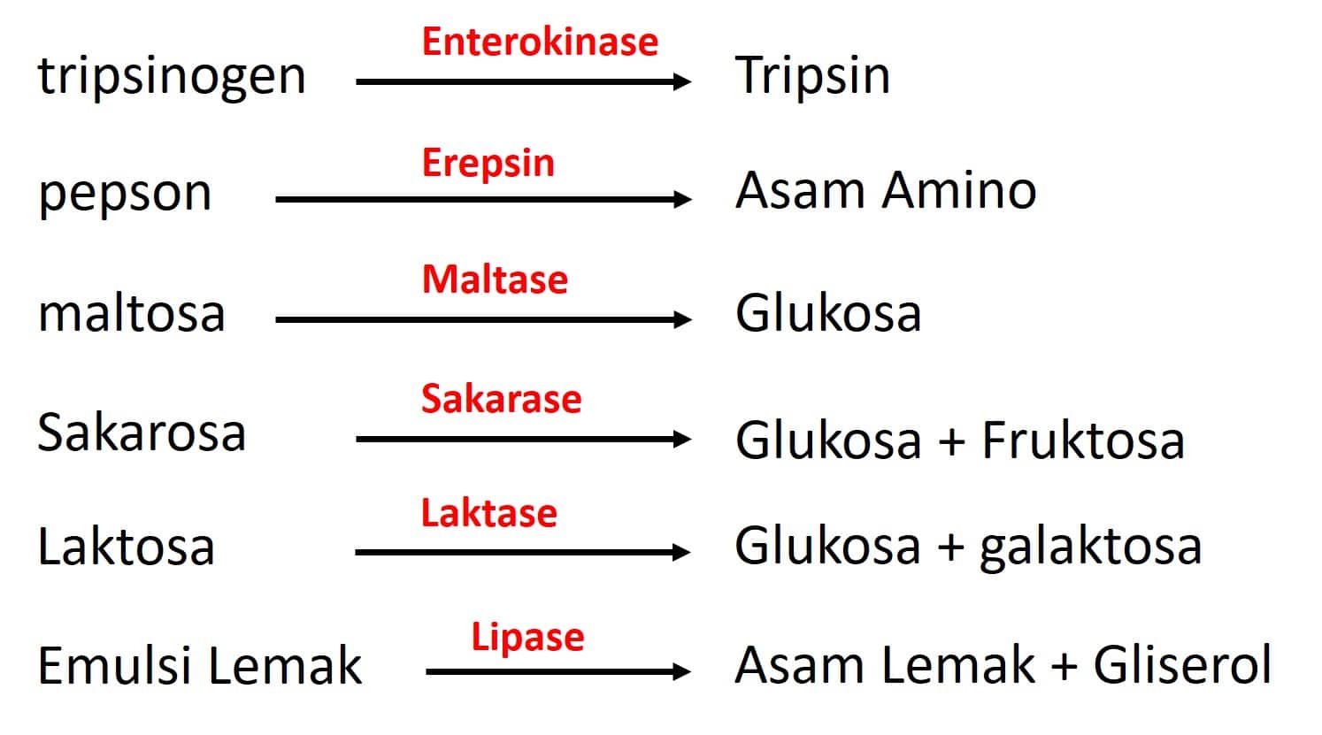 Sistem Pencernaan Makanan Pada Manusia - GURU SUMEDANG