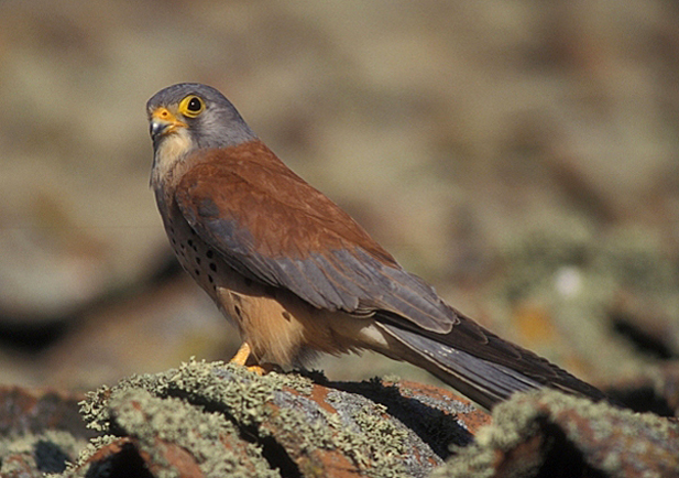 El halcón: arma letal.