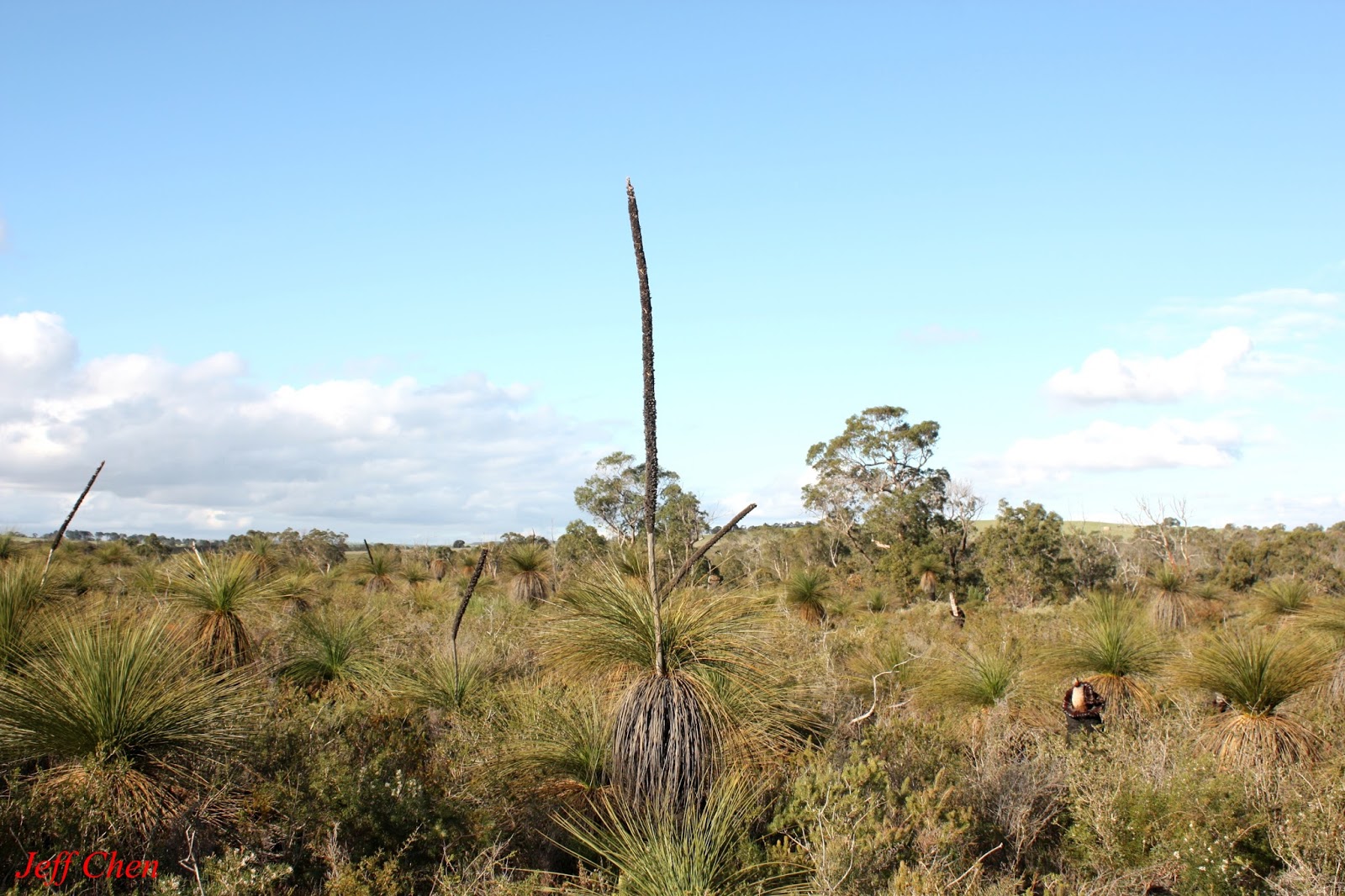 Jeff Chen旅遊登山攝影: Badgingarra National Park, WA