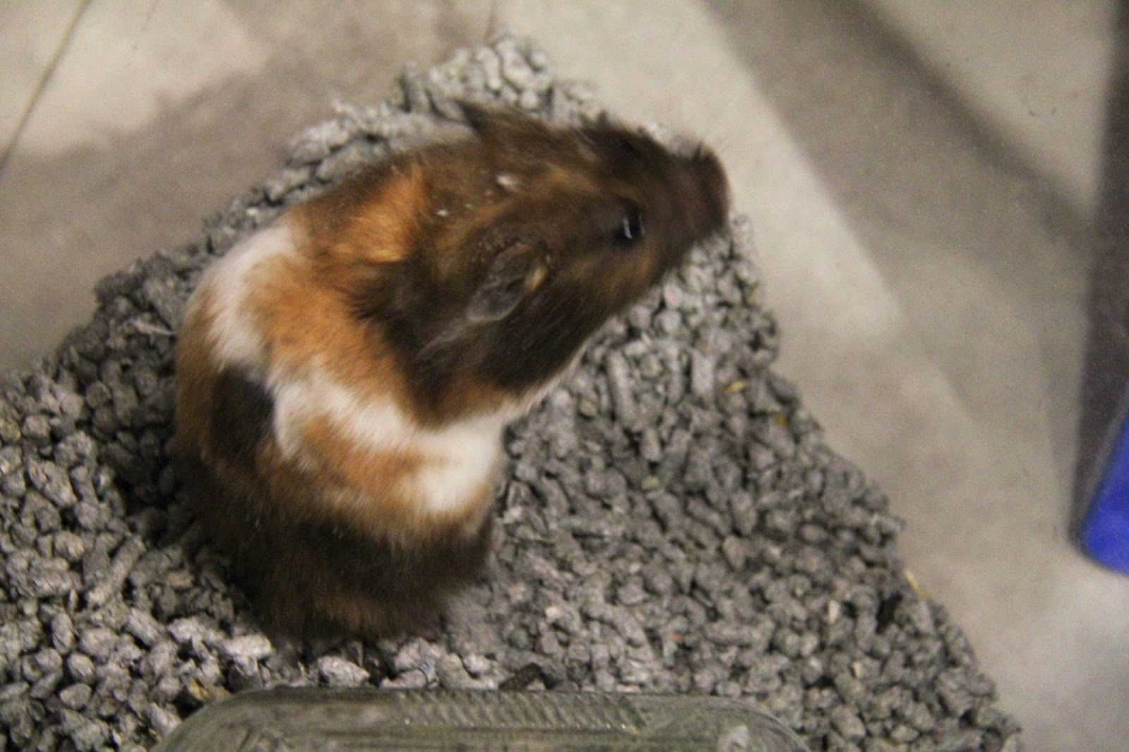 Natural PawPals: Cherimoya the Calico (aka Tortoiseshell Banded) Syrian ...