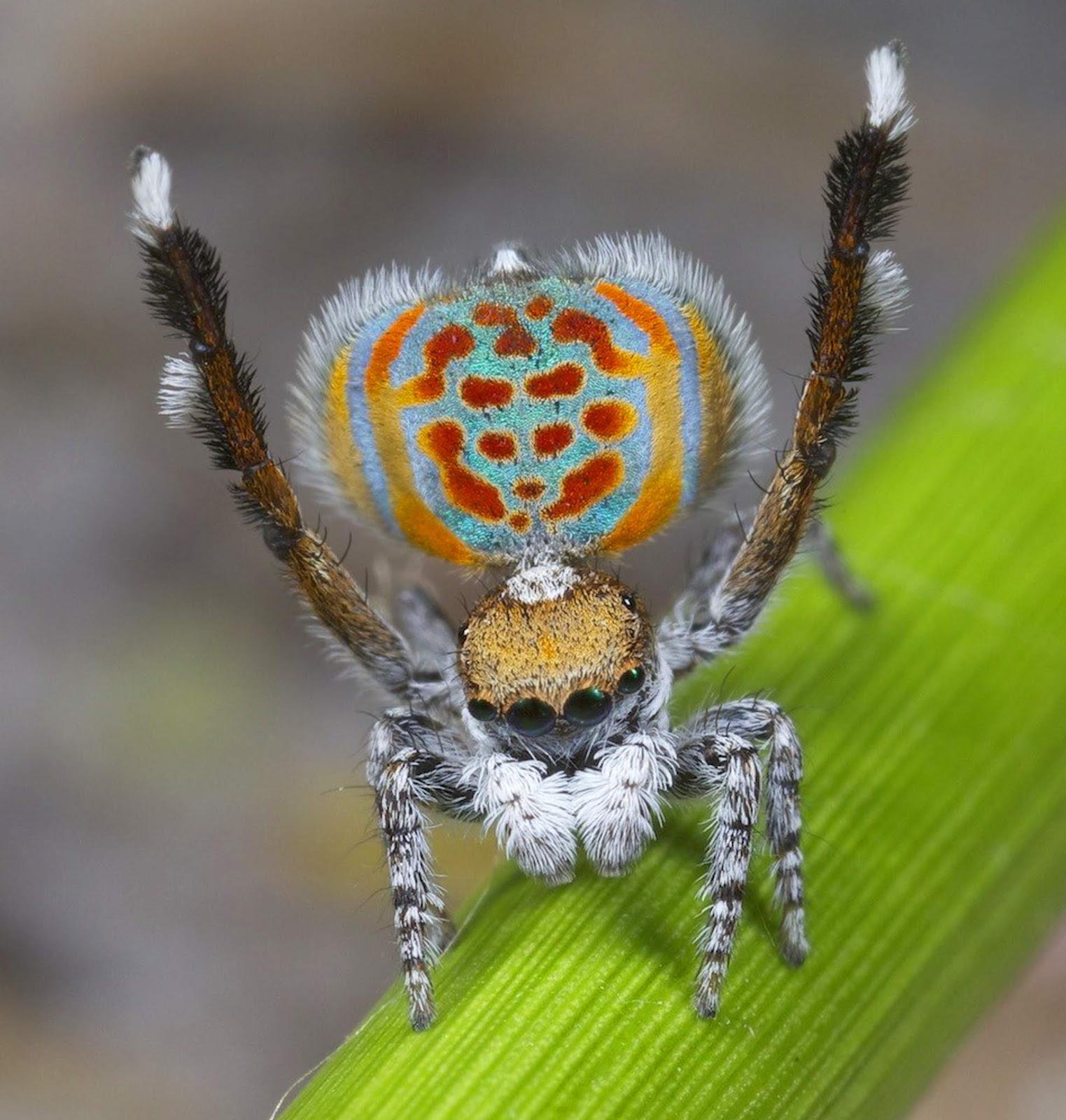 the igneous, the sedimentary and the metamorphic: assassin bugs ...