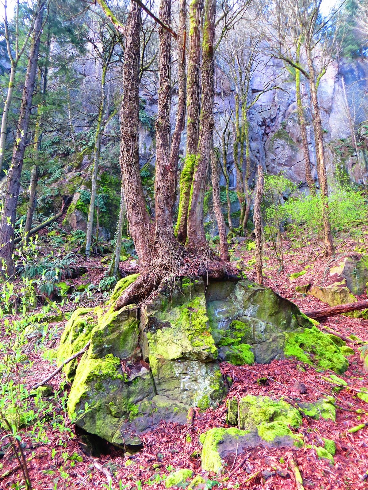 Journalist By Nature: Rocky Butte: Famously Overlooked Portland Landmark