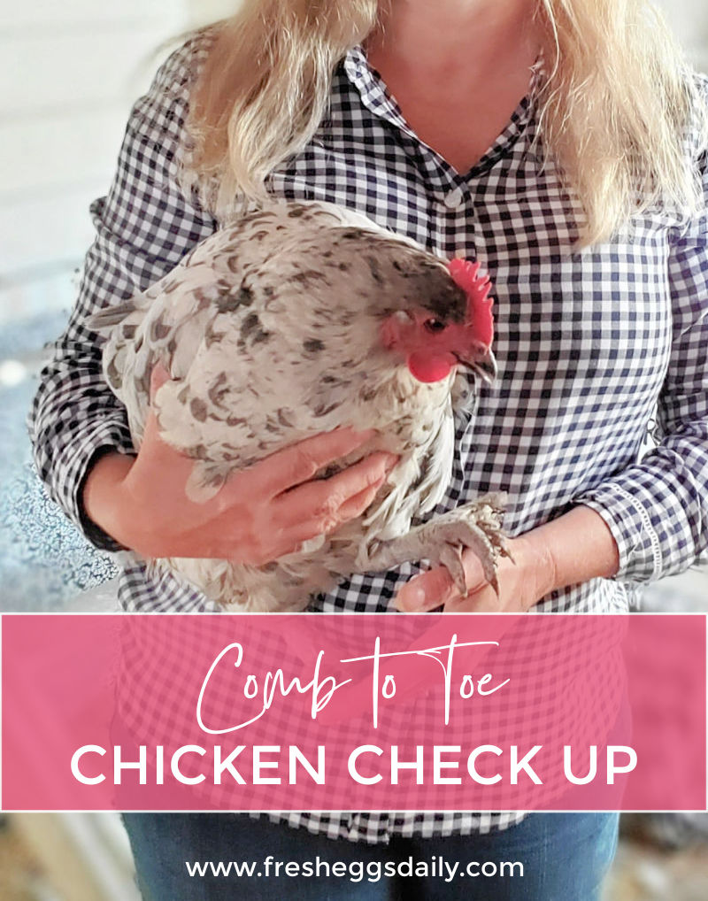 Comb to Toe Chicken Check Up - Fresh Eggs Daily® with Lisa Steele