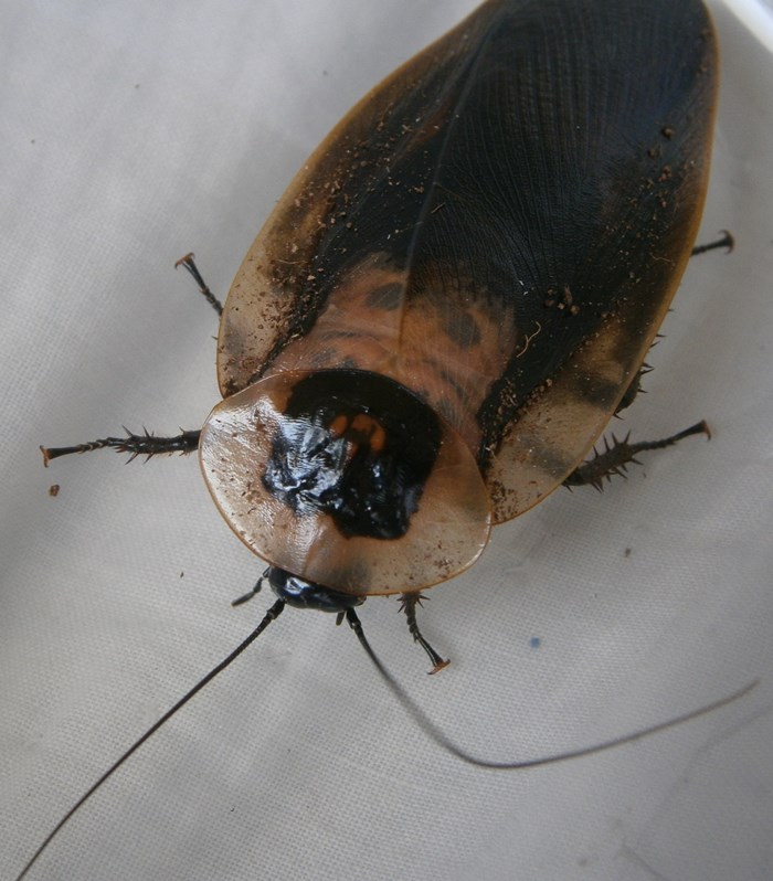 Invertebrate Dude: Blaberus Sp. "Hybrid" & Pycnoscelus nigra Update!