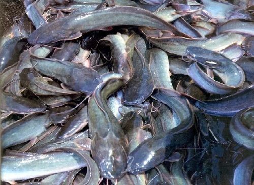 Cara Panen Dan Pasca Panen Lele Keli Yang Benar - cara ternak ikan