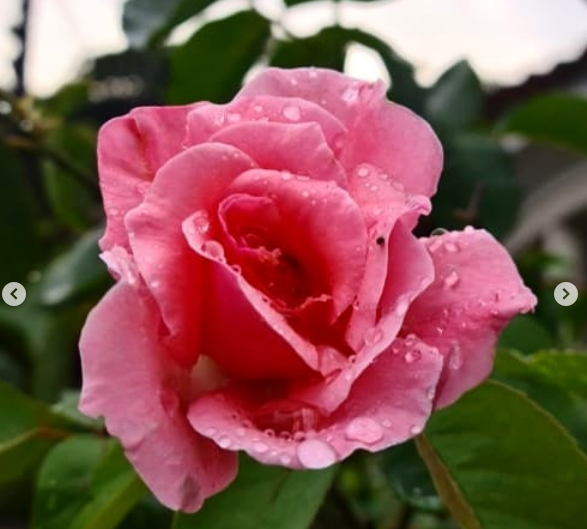 Novidades da Plantamundo