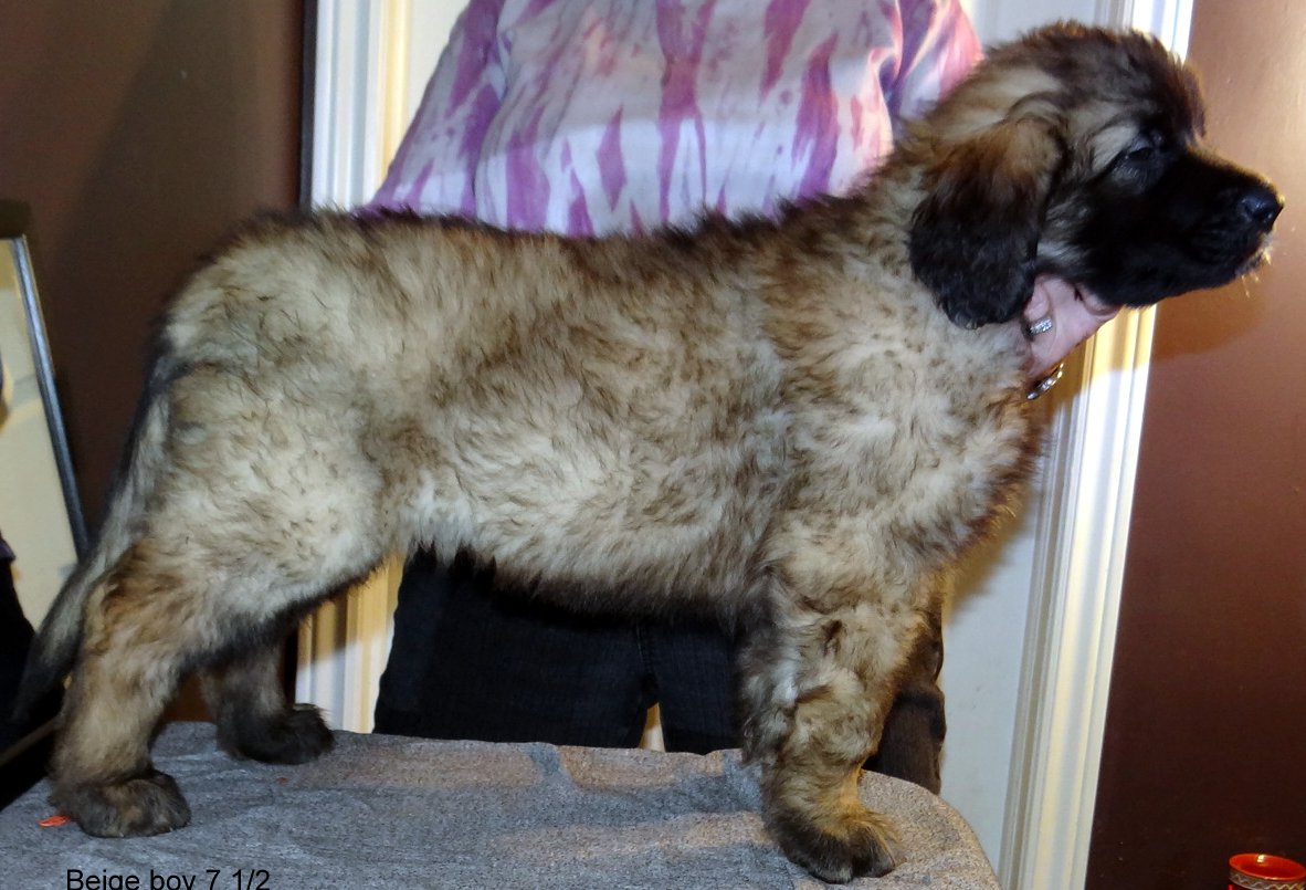 Heronview Leonbergers: Conformation shots of puppies