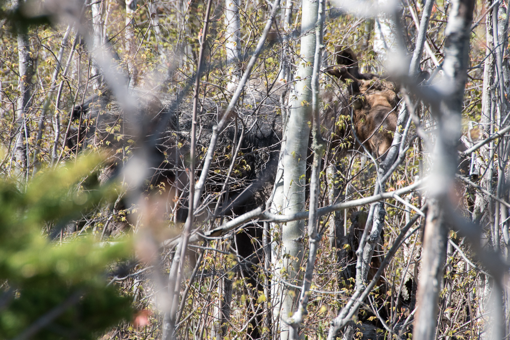 Cliffs and Ruins: Isle Royale 2019, Day 3: Moskey Basin to Daisy Farm ...