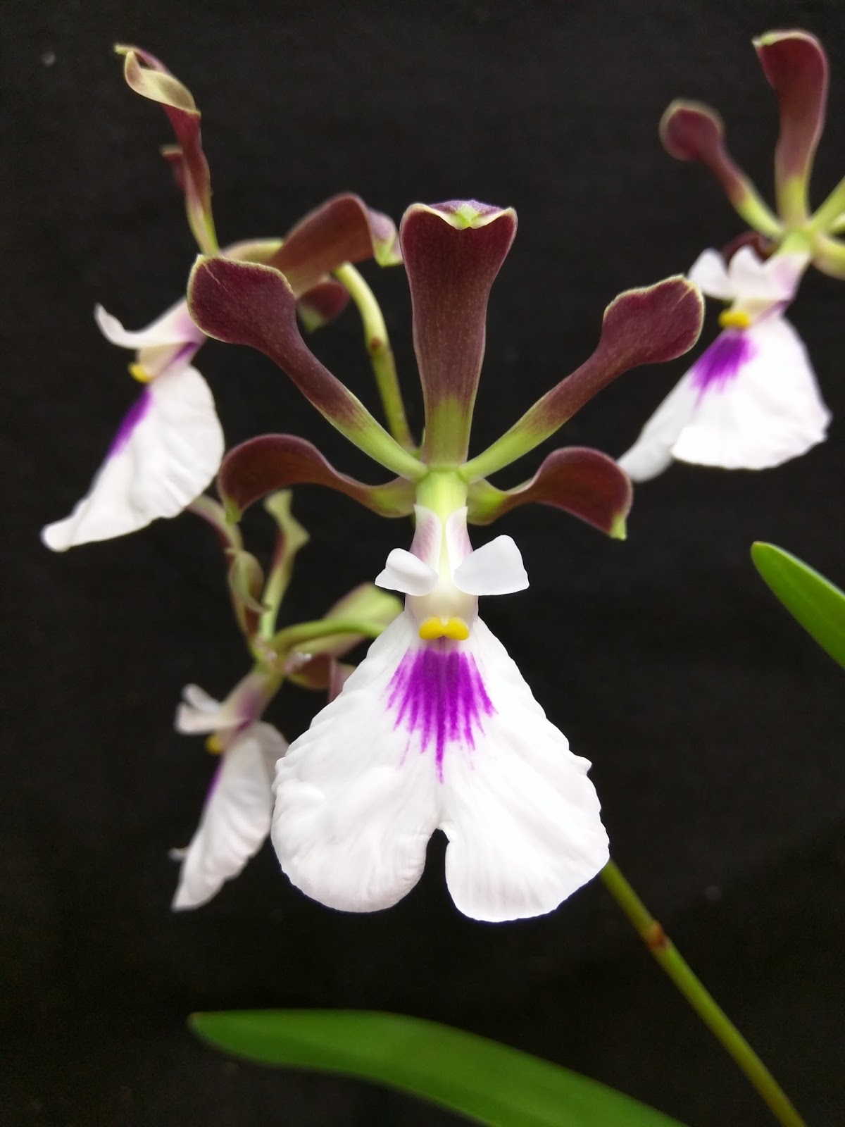 Kev's Orchids: Bloom Event - Encyclia cordigera var. semi-alba