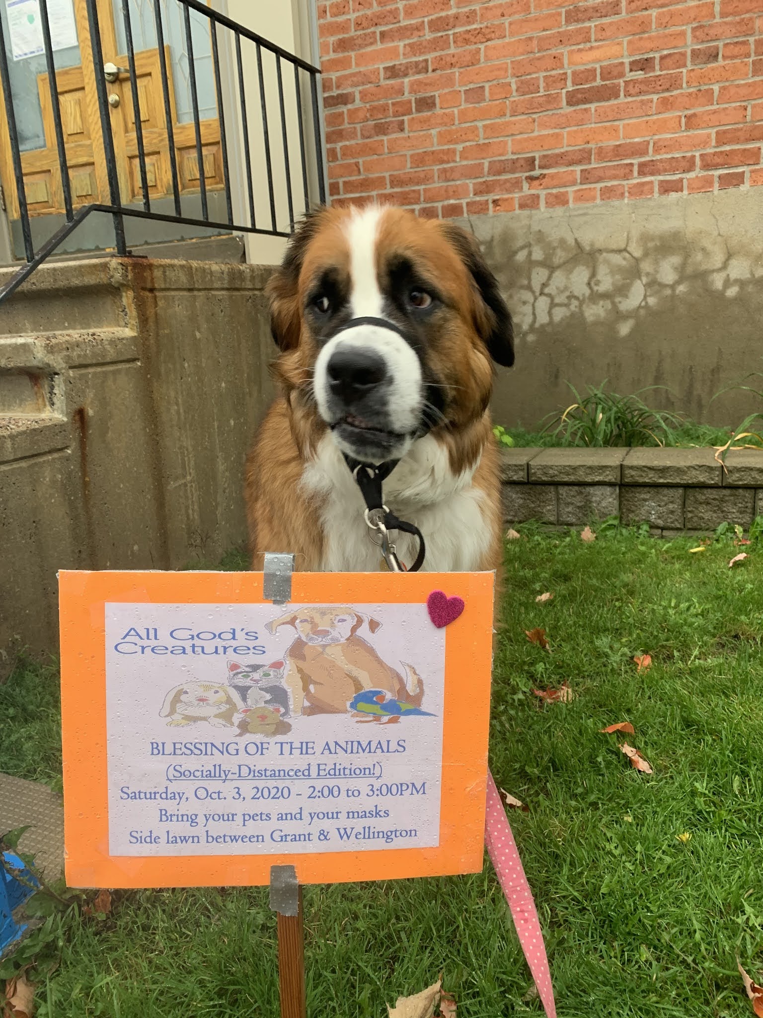 Paws for Reaction: I had my dog blessed by the Catholic church