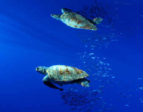 Extinct sea animals ~ Christine O'Donnell