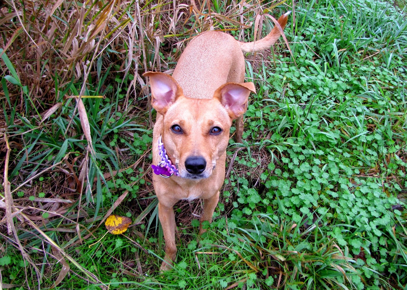 ZoePhee: 4 Paws Only Novelties "Dog Collars" Review