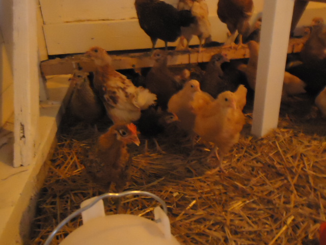 Cottage Farmette: Chicken Movers