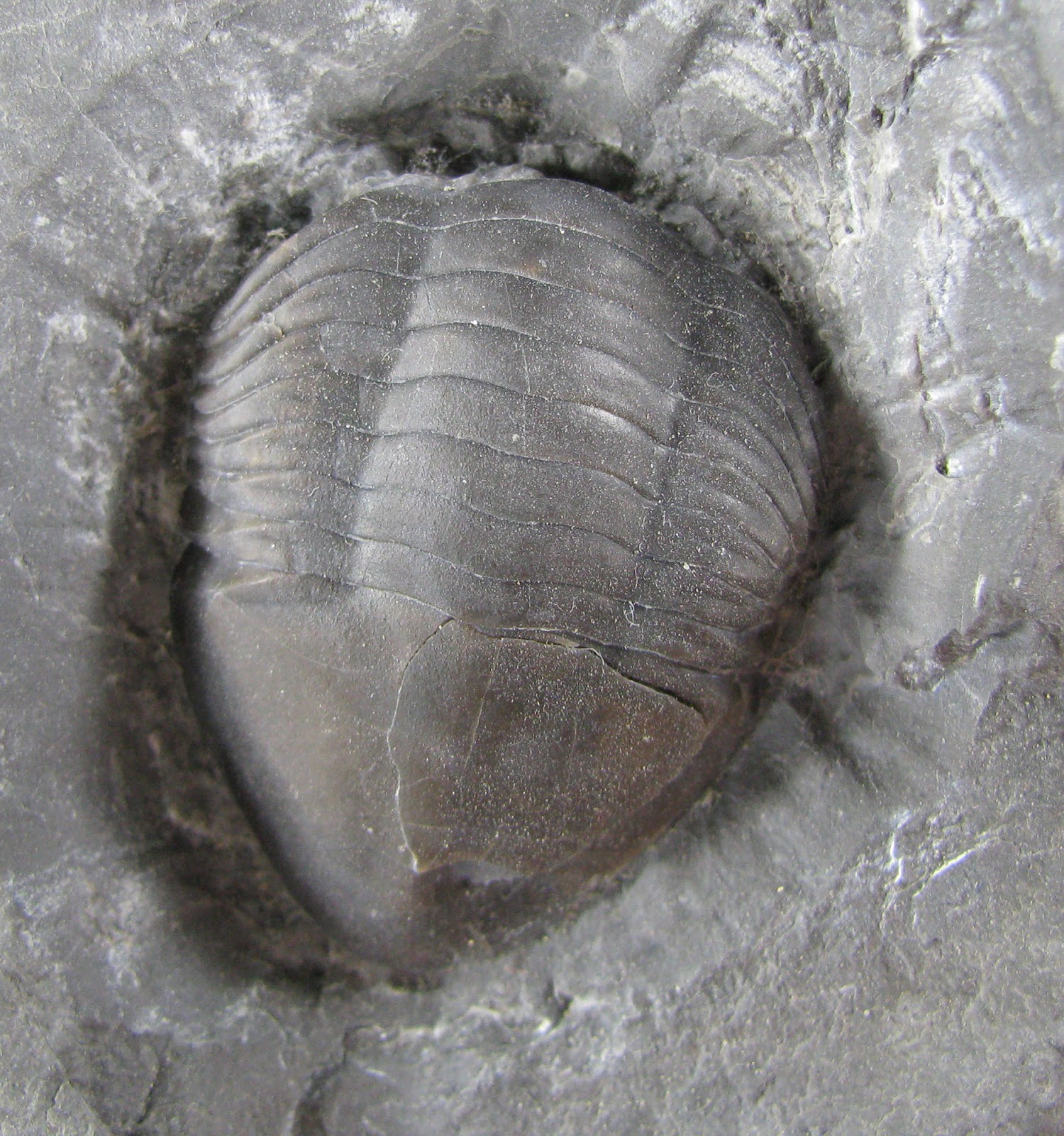 Views of the Mahantango: Isotelus "mafritzae" trilobite from the Coburg Fm.