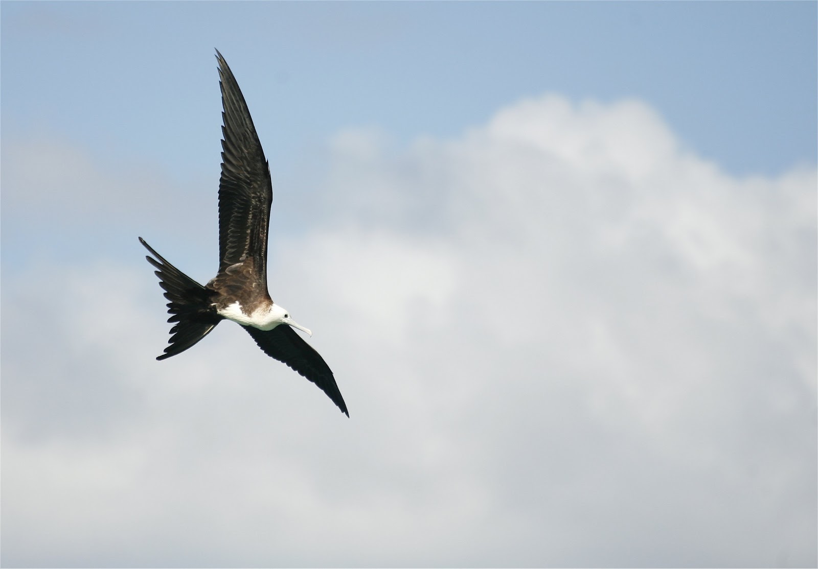 A Walk On The Wildside/Paul Foster.: Caribbean adventure (Tortola)