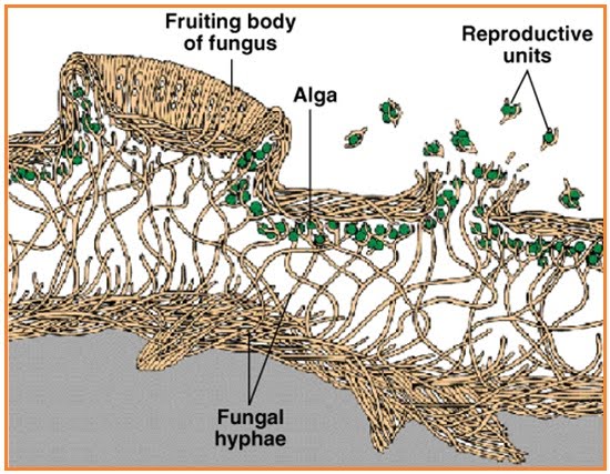 BIOLOGI- DOU DOMPU: kingdom fungi