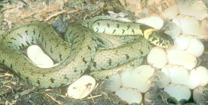 How do snakes give birth? | सांप जन्म कैसे देते हैं?