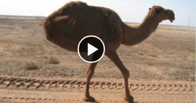 Two legged camel surprises whole world - image - Funny Images Pictures ...