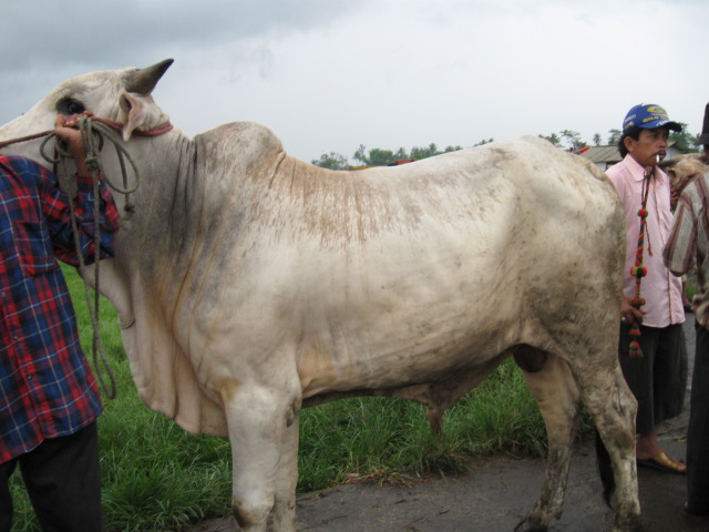 Begini Keunggulan Sapi Lokal Lepas Dibandingkan Lokal Ikat - Rumah Petani