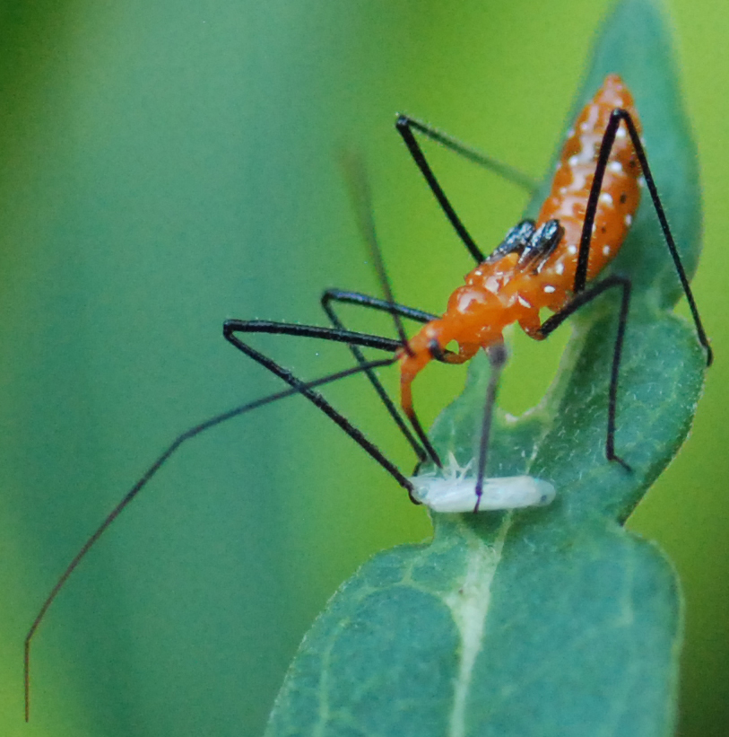 Gaia Garden: Secrets of An Assassin Bug's Diet, or Beware of First ...