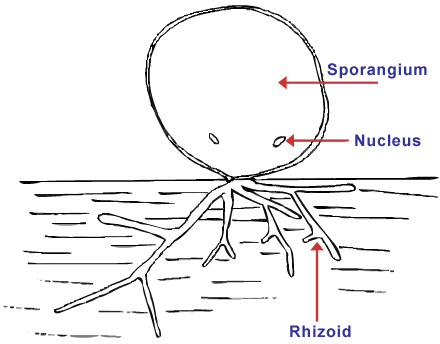 biologi cendawan: biologi cendawan
