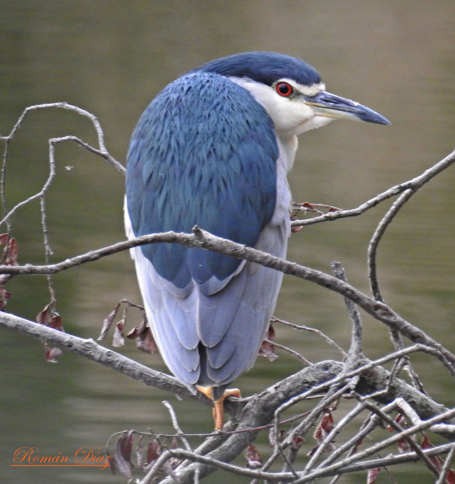 Fotoafición Román: Martinete común (Nycticorax nycticorax)