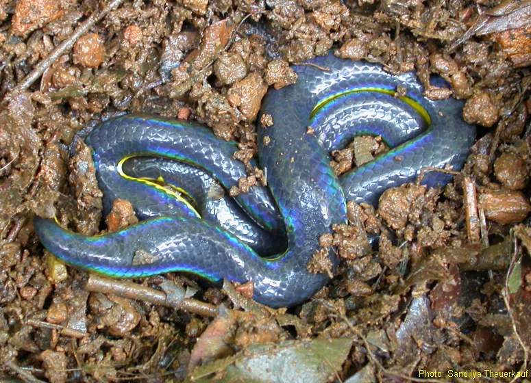 Most Amazing: Most Beautiful Snake Iridescent Shieldtail